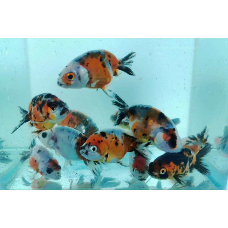 Bailarina Ranchu x 1