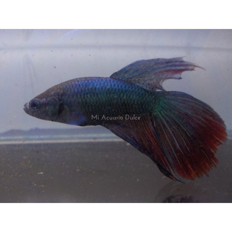 Betta macho x 1